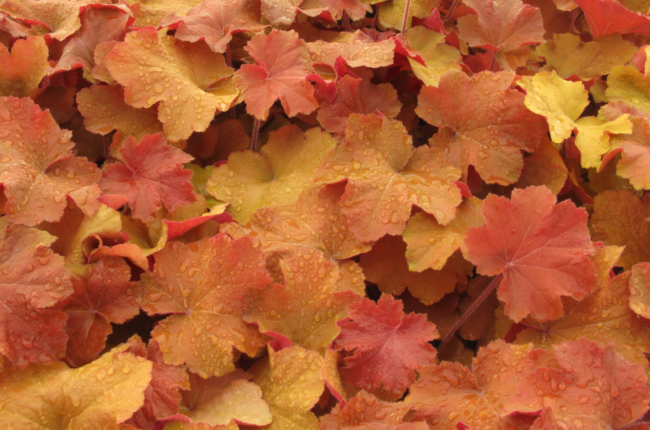 Raes Bloemzaden nv | Home